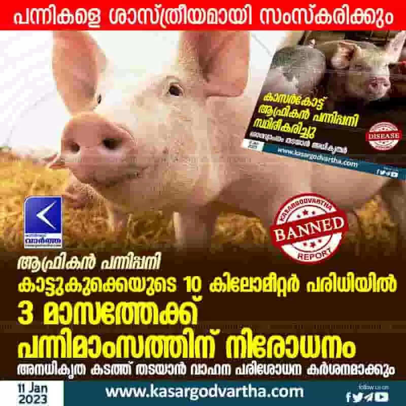 Pork Ban | ആഫ്രികന്‍ പന്നിപ്പനി: കാട്ടുകുക്കെയുടെ 10 കിലോമീറ്റര് ...