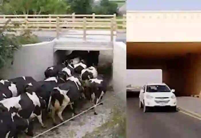 Cattle Underpass | ദേശീയപാത 6 വരി: കാസര്‍കോട്ട് മൂന്നിടത്ത് വരുന്നത് ...