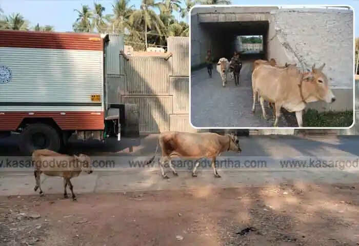 Cattle Underpass | ദേശീയപാത വികസനം: 'സിയുപി' സംവിധാനം പരിഗണനയിലില്ല ...